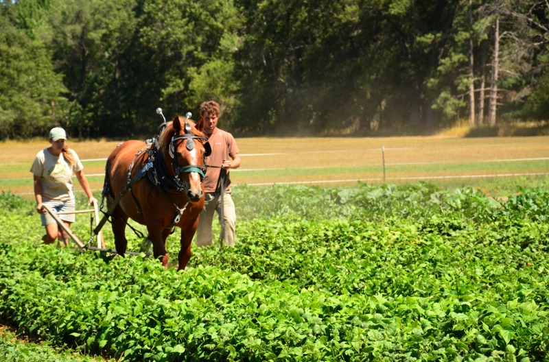 Think Green | GLCountry